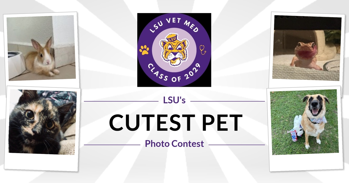 LSU SVM Class of 2029 | LSU’s Cutest Pet Contest