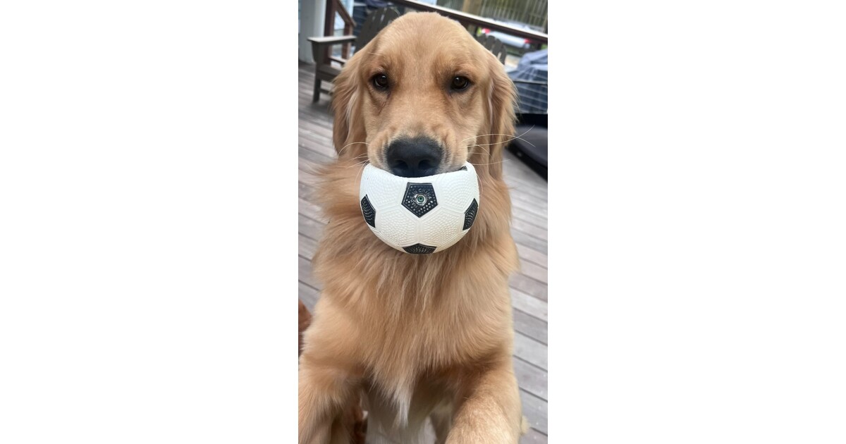 Vote for Albie | 2026 Dog of the Year Contest