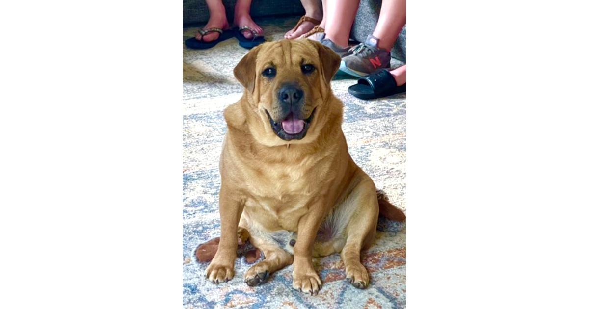 Vote for Leroy | Koolest Dog Contest