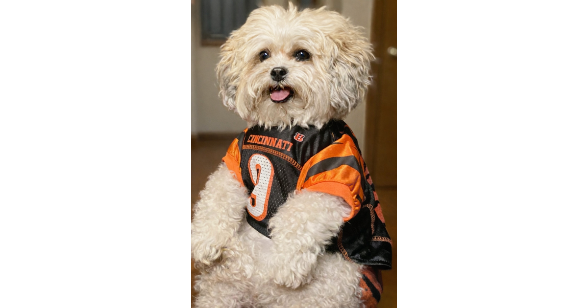 Vote for Baxter | Koolest Dog Contest