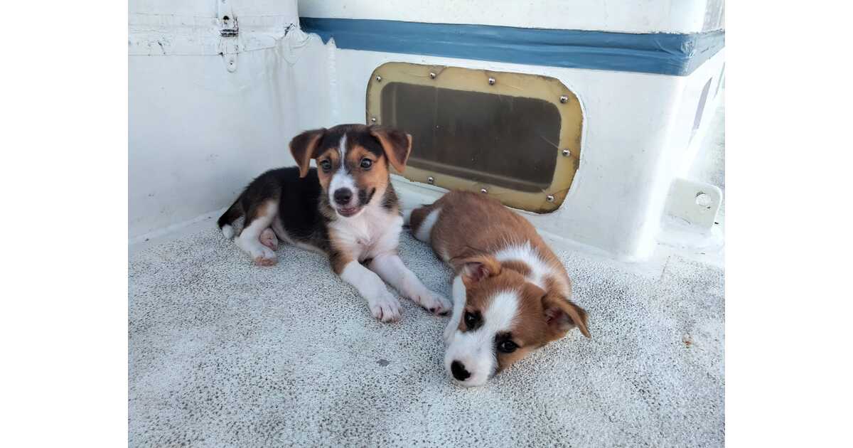Vote for Molly & Tilly | Koolest Dog Contest