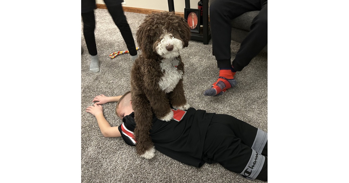 Vote for Bean | Koolest Dog Contest