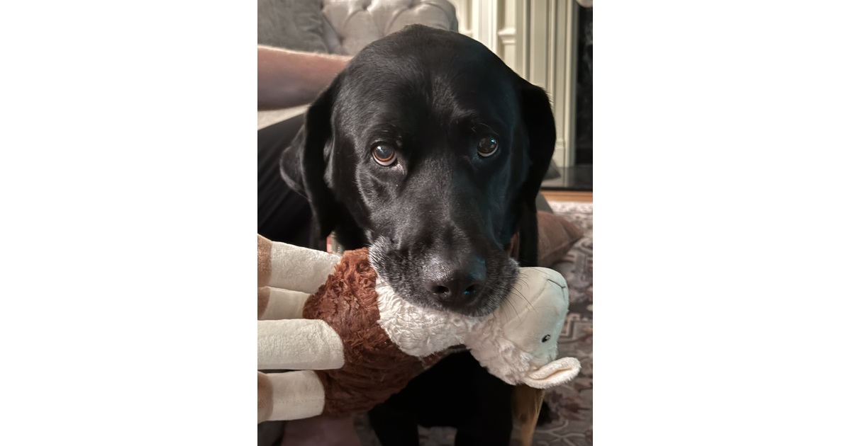 Vote for Tucker | Koolest Dog Contest