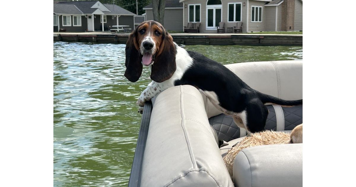 Vote for Lottie | Koolest Dog Contest