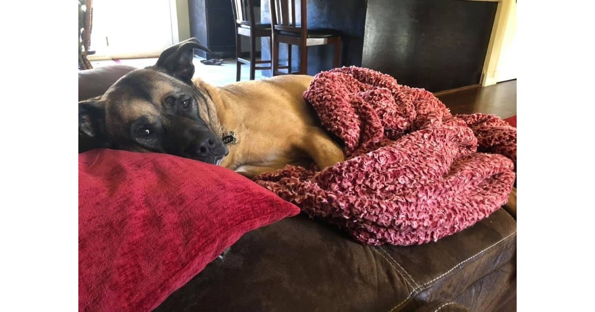 Vote for Dazy | Rez Dog Rescue of Montana Calendar Contest