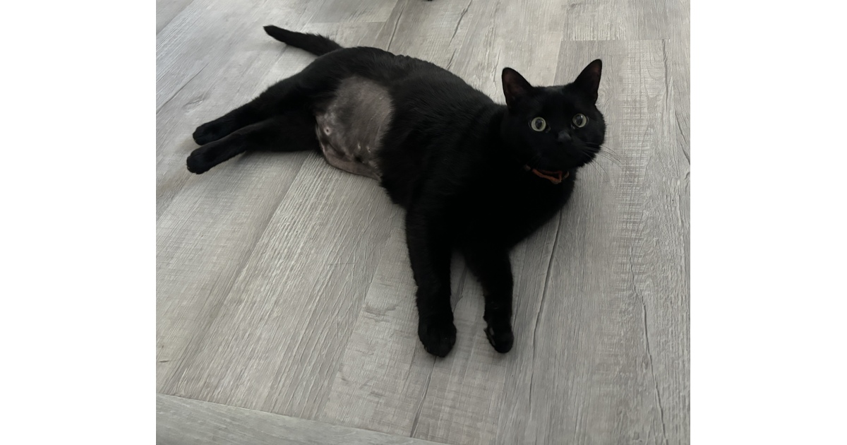 Vote for Big Joe | 2026 Cat Calendar Photo Contest