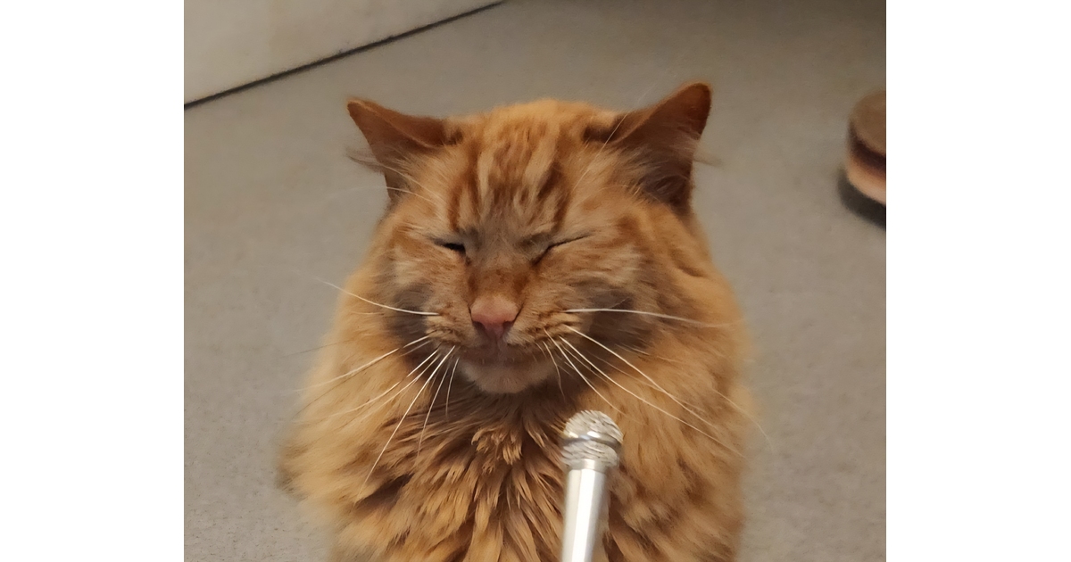 Vote for Spicy Cheeto | 2026 Cat Calendar Photo Contest