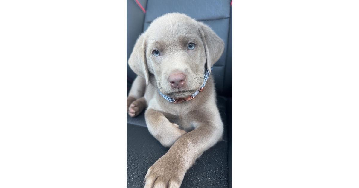 Vote for Bentley | Dogs for Riley Pet Photo Contest