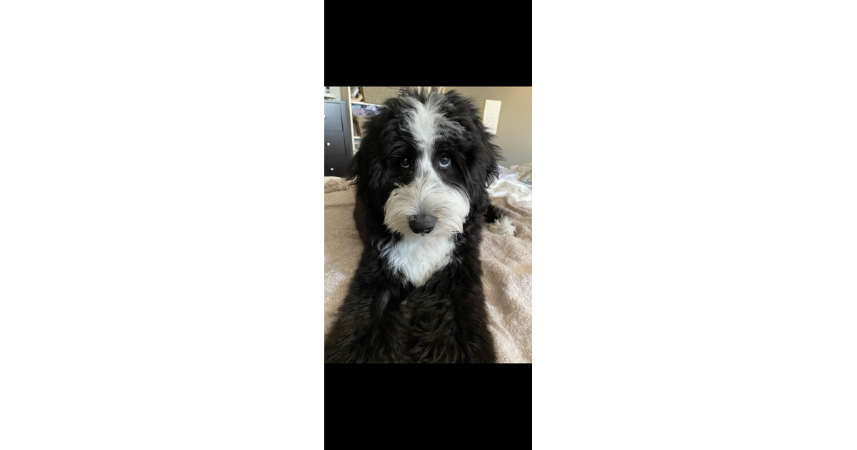 Vote for Miss Elly | Northern Tails & Ales
