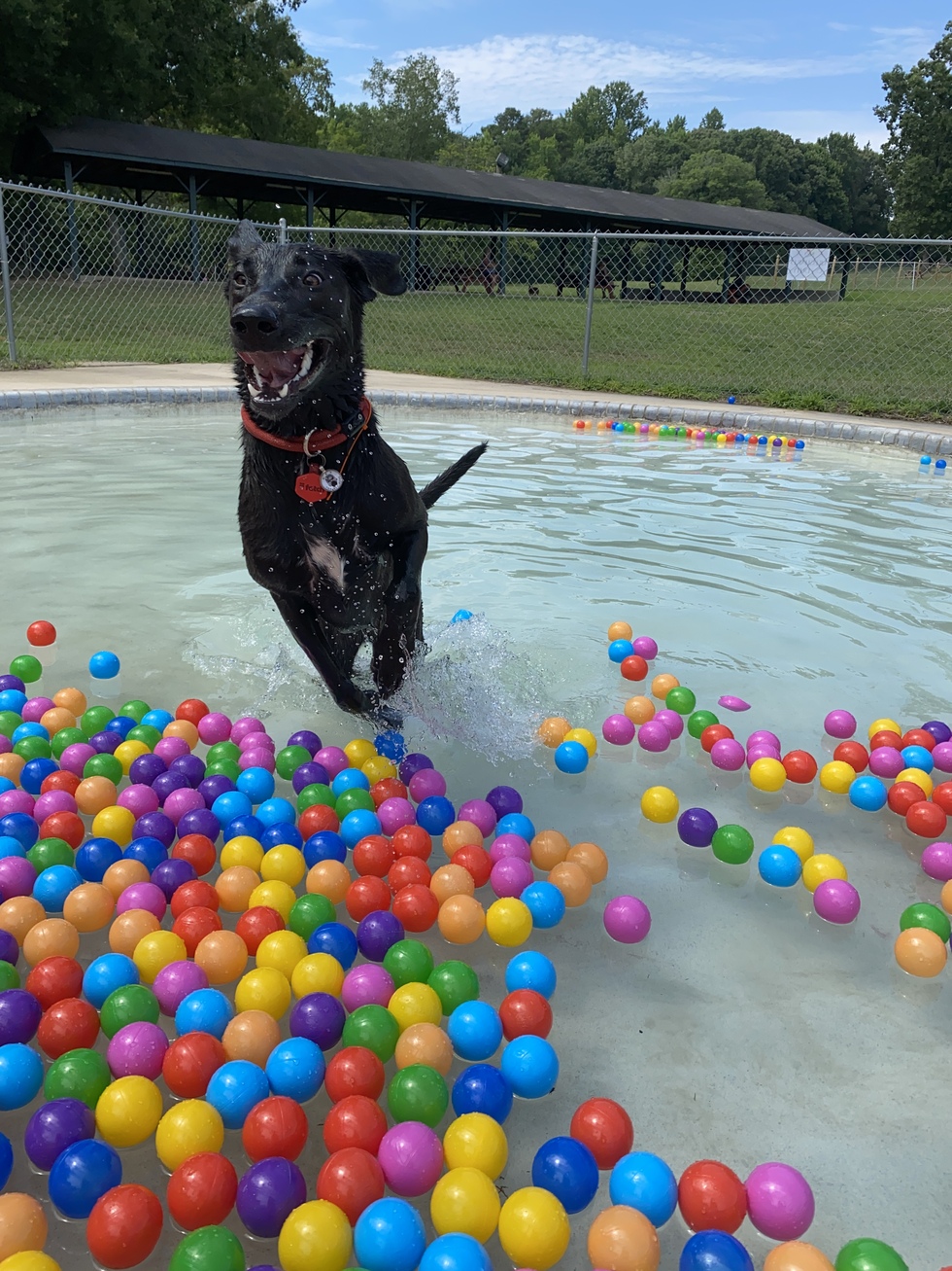Vote for Ren | Rescue Brew 2026