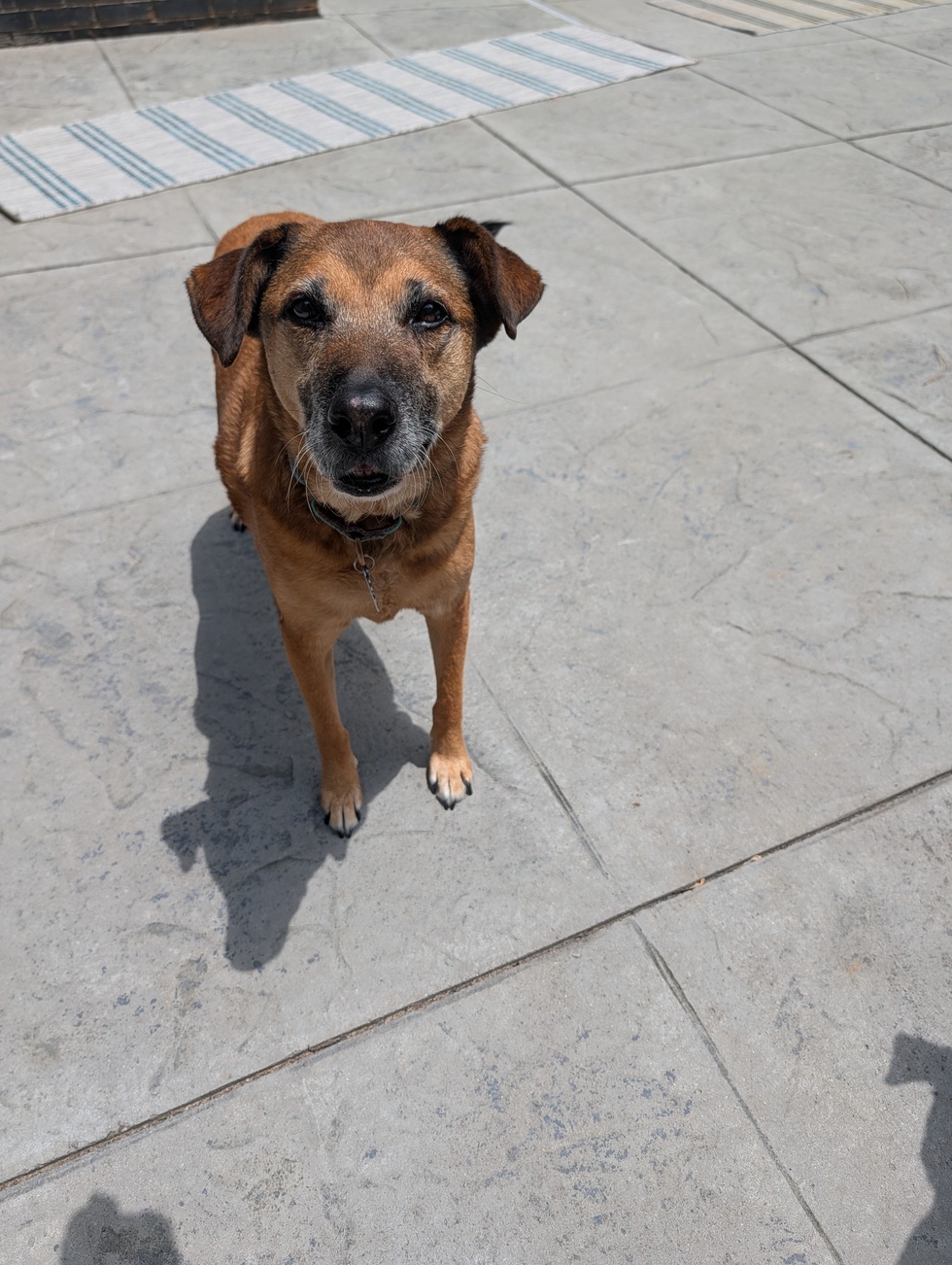 Vote for Cassie | Rescue Brew 2026