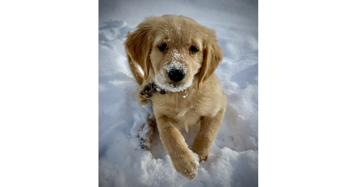 Vote for Daisy | Unforgettable Underdog's 2026 NEW Top Dog Contest