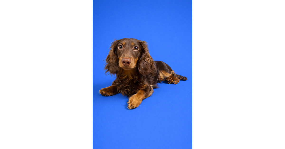 Vote for Mr. Bink | Unforgettable Underdog's 2026 NEW Top Dog Contest