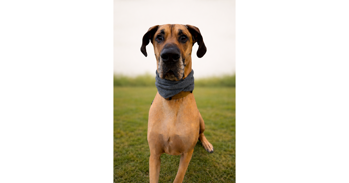 Vote for Nash | Unforgettable Underdog's 2026 NEW Top Dog Contest