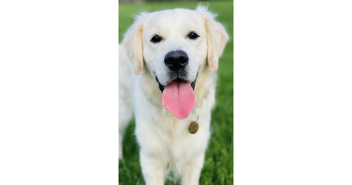 Vote for Pinot | Unforgettable Underdog's 2026 NEW Top Dog Contest