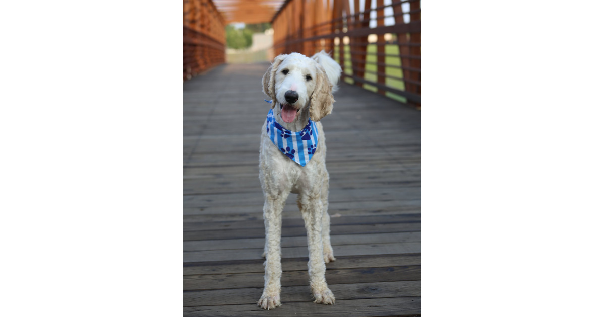 Vote for Leo | Unforgettable Underdog's 2026 NEW Top Dog Contest