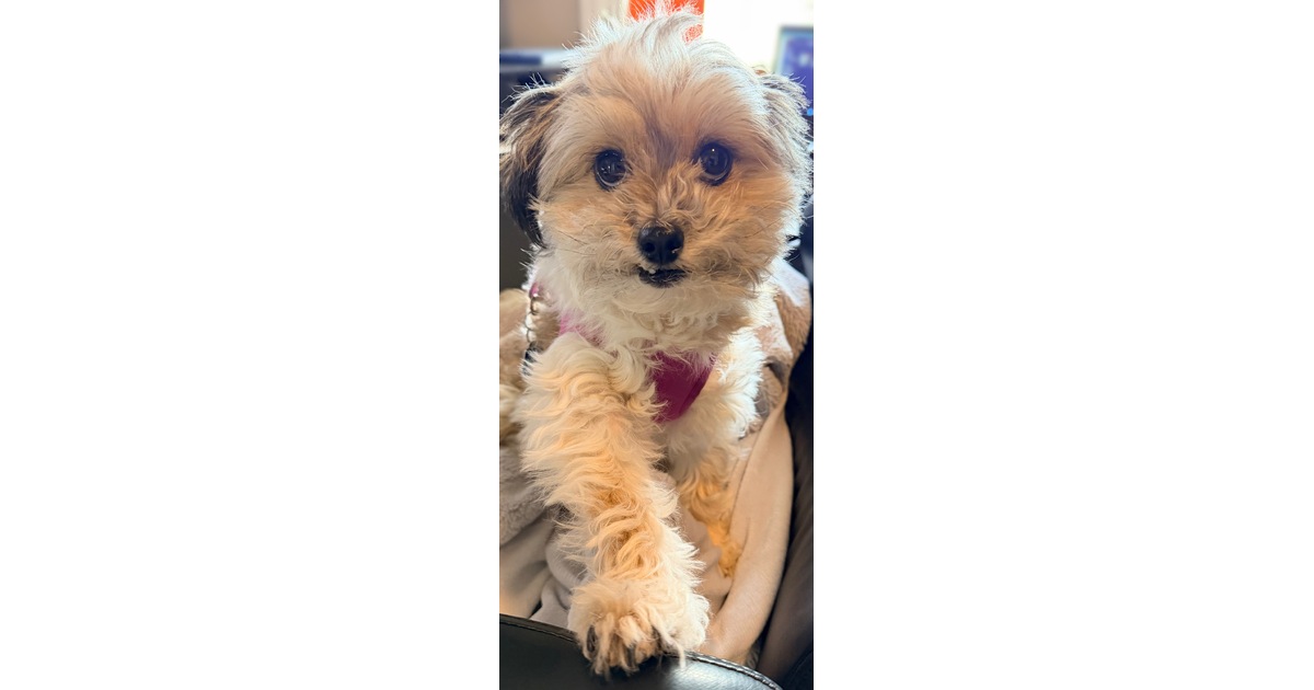 Vote for Stella | Sandi Paws Rescue's 2026 NEW Top Dog Contest