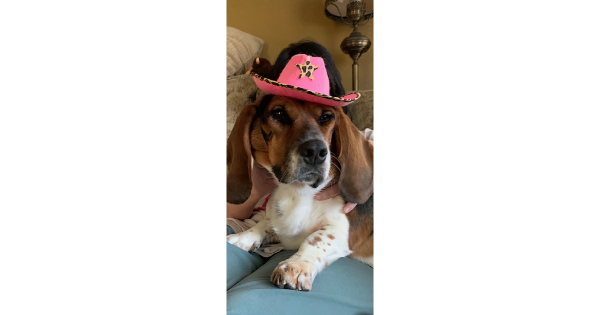 Vote for Bailey | Sandi Paws Rescue's 2026 NEW Top Dog Contest