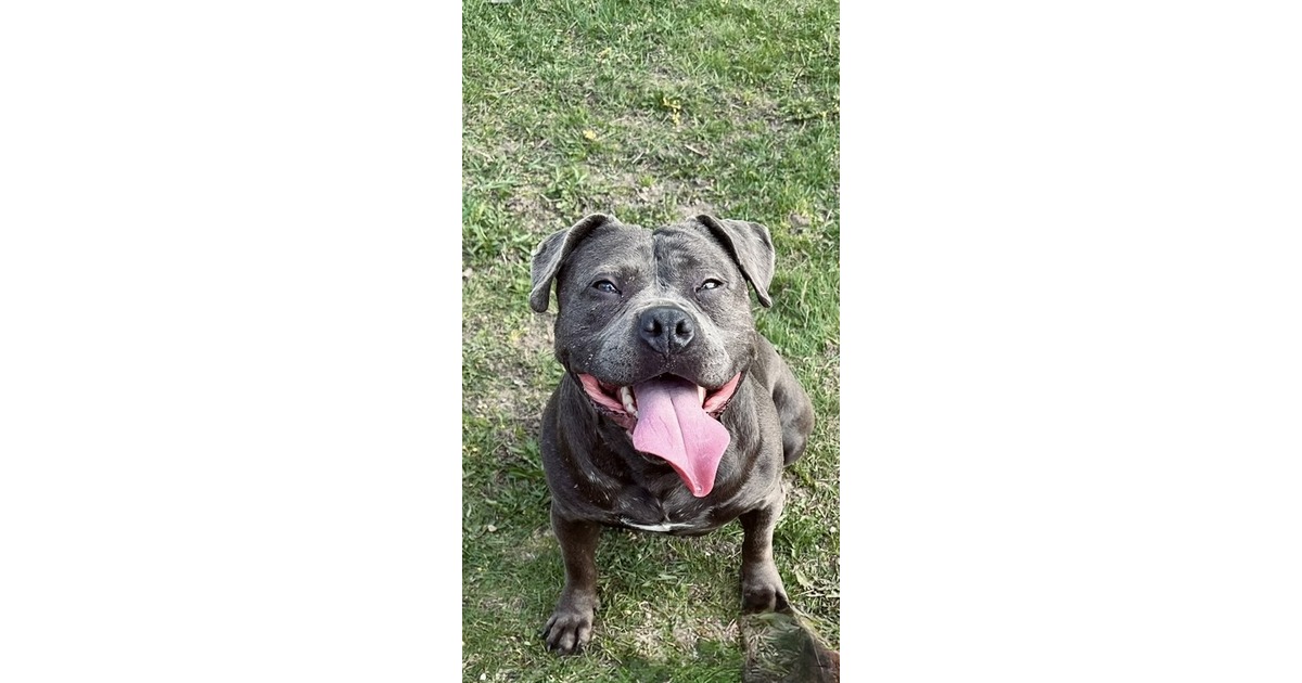 Vote for Lady | Sandi Paws Rescue's 2026 NEW Top Dog Contest