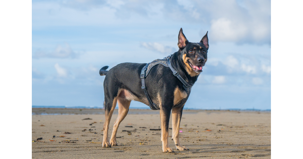 Vote for Honey Girl | Love Drives Us – Hawaiian Humane Society Alumni ...