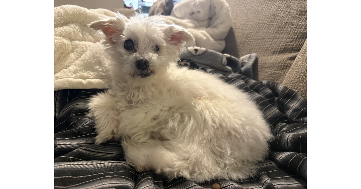 Vote for Calvin | Albert's Dog Lounge 2027 Calendar Contest