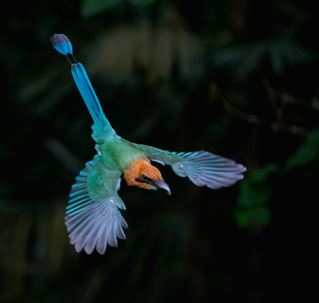 Vote for The Quiet Exhibitionist | Global Travel Photo Contest