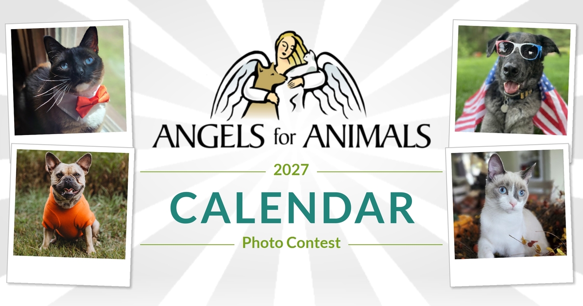 ANGELS for ANIMALS | ANGELS for ANIMALS® 2027 Calendar Contest
