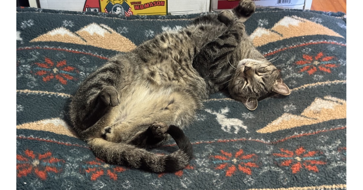 Vote for Toby | Whiskers & Woofs 2027 Pet Photo Contest