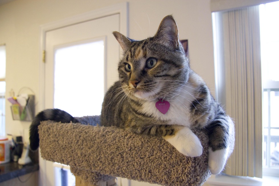 Vote for Roxie | Photo Contest