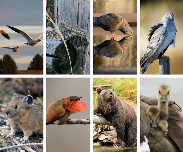 BC SPCA | Wildlife-In-Focus