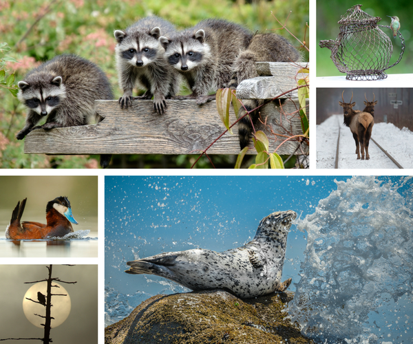 BC SPCA | Wildlife-In-Focus