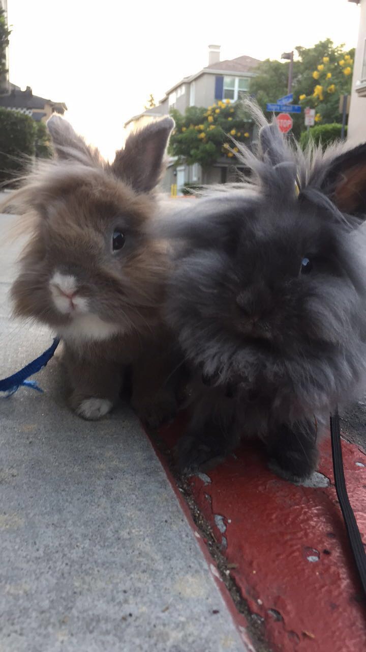 Vote for Chowder and Rhino | San Diego House Rabbit Society 2018 ...